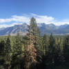 Tree Care & Removal Services | Longmont & Boulder, CO | Western Cut ...
